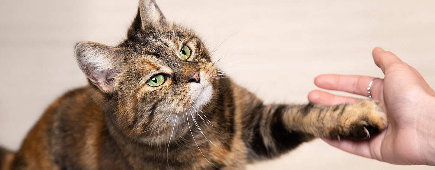 Brown Cat Giving Its Paw To The Owner